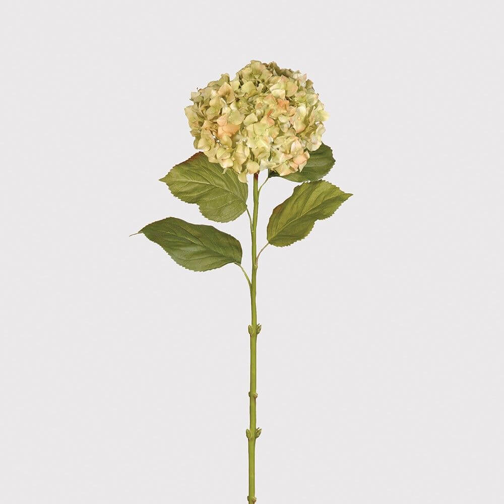 Pale Green Hydrangea Stem - Richard Grafton Interiors